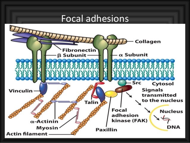Interactions Between Cells and Their Environment