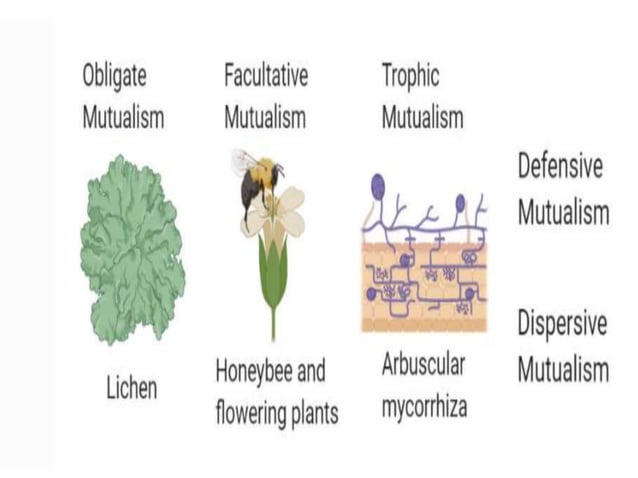 Interactions between microorganisms and Mutualism | PPTX | Biological ...