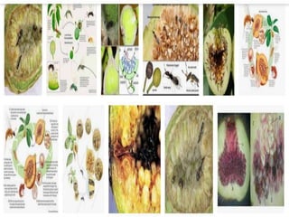 Interactions between microorganisms and Mutualism | PPTX | Biological ...