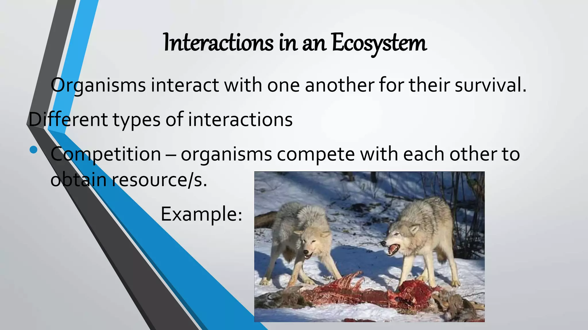 Interactions In An Ecosystem Pptx