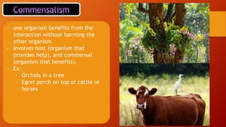Interactions in a terrestrial ecosystem | PPT