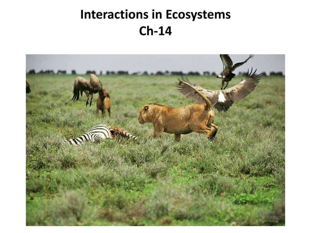 Interactions in Ecosystems ch 14 | PPTX