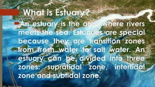 INTERACTIONS IN ESTUARIES iuytfesrdtfgjhk.pptx