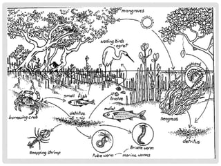 Interactions in the ecosystem | PPT