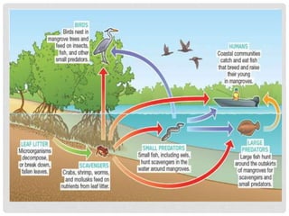Interactions in the ecosystem | PPT