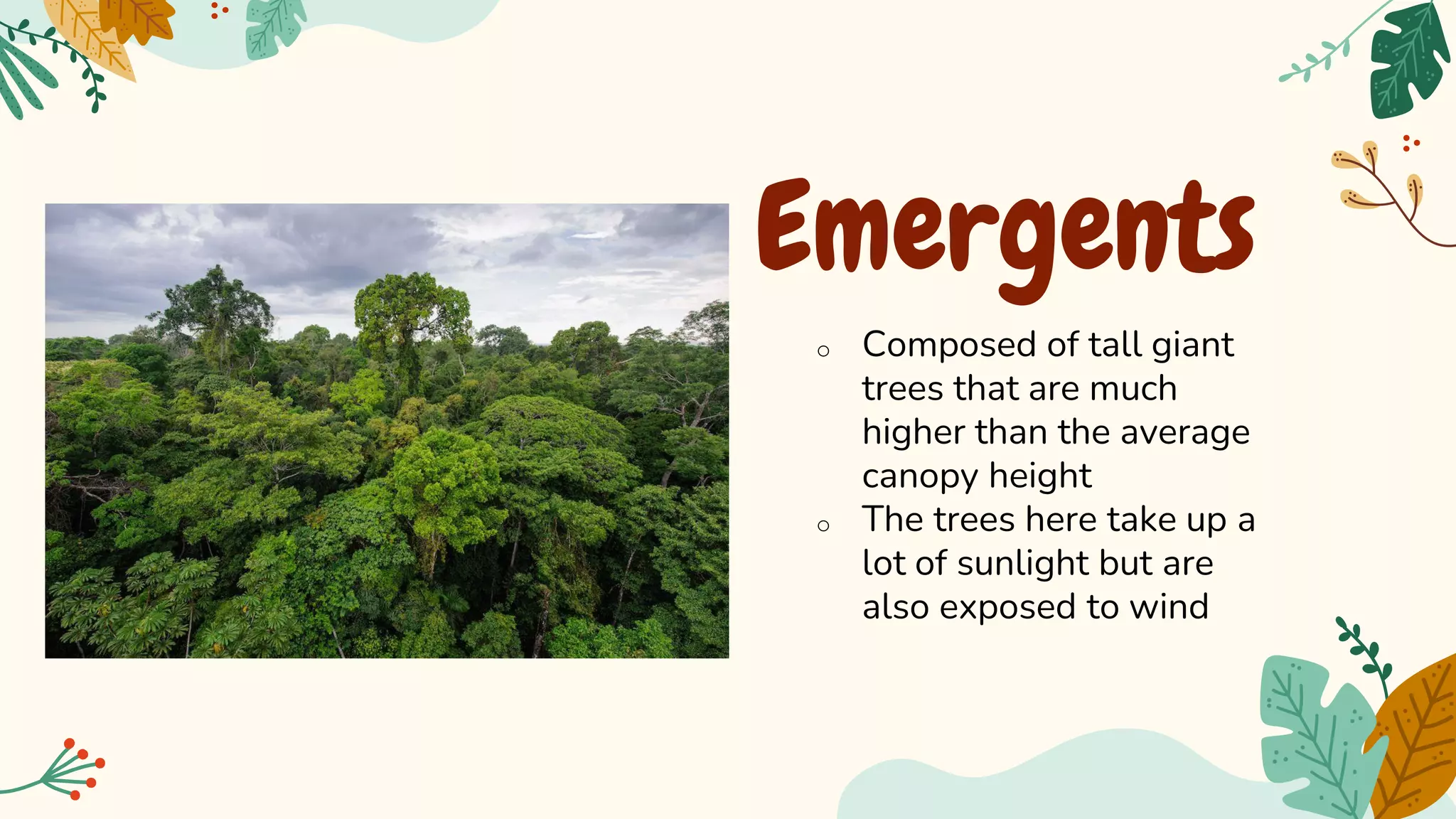 Interactions in Tropical Rainforests.pdf