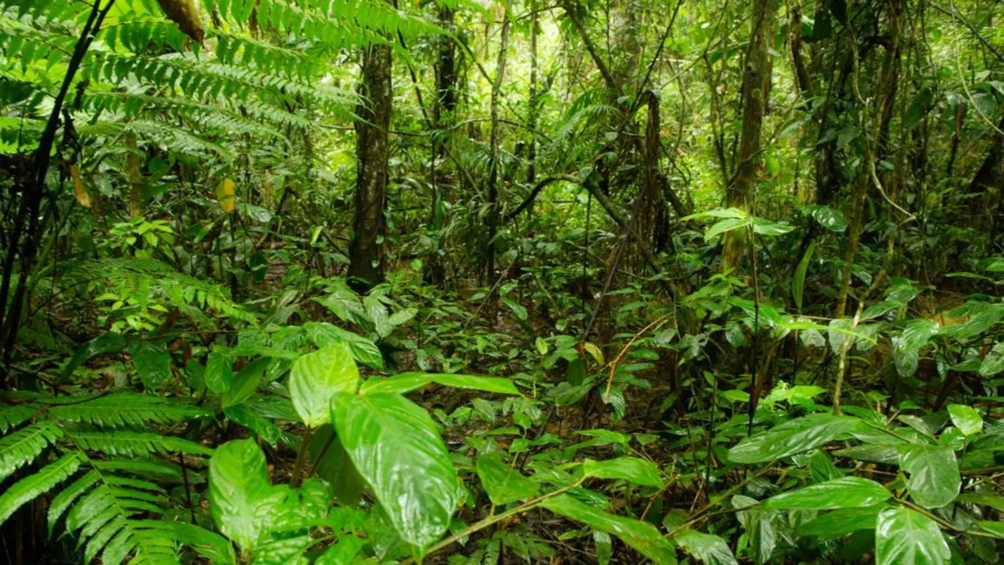 Interactions in Tropical Rainforests.pdf