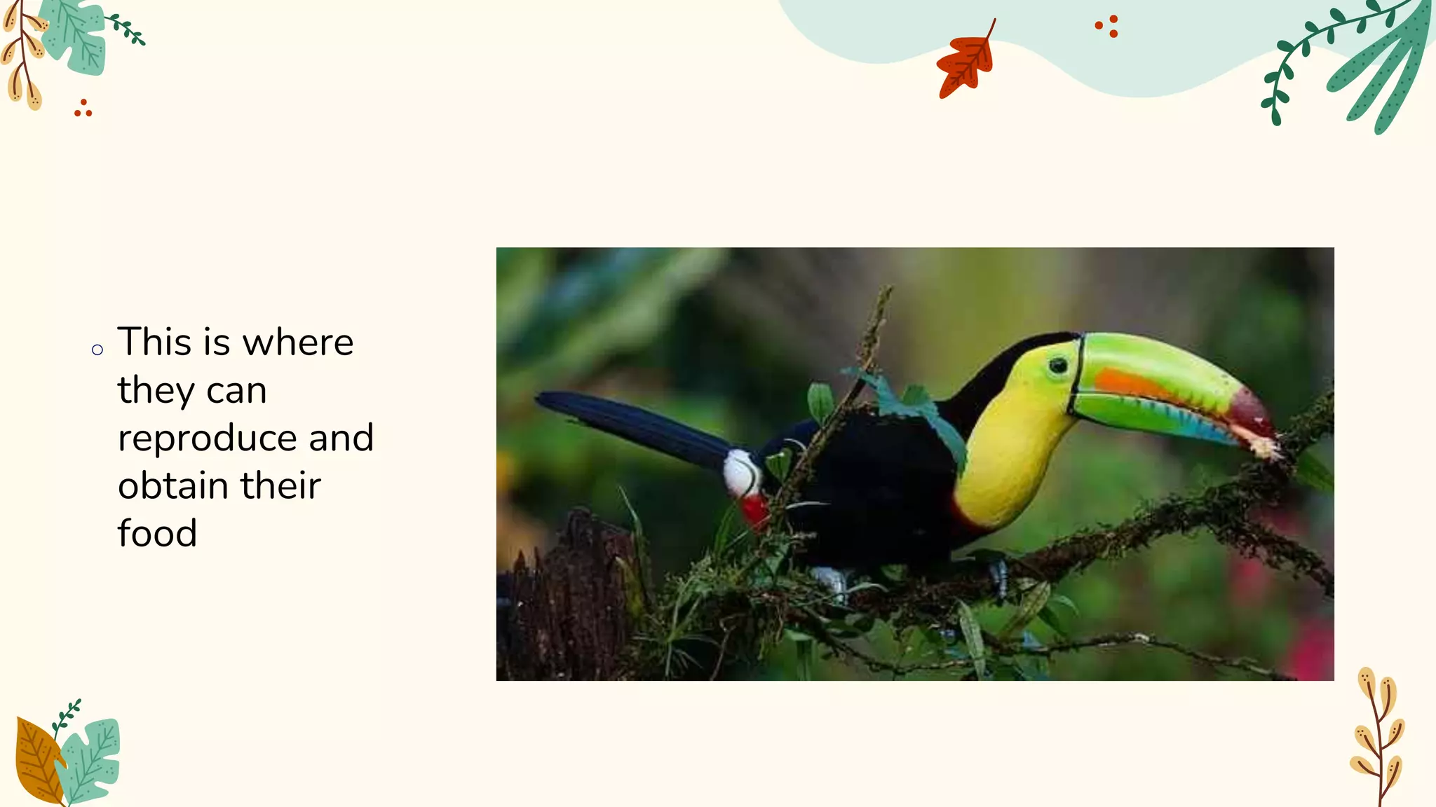 Interactions in Tropical Rainforests.pdf