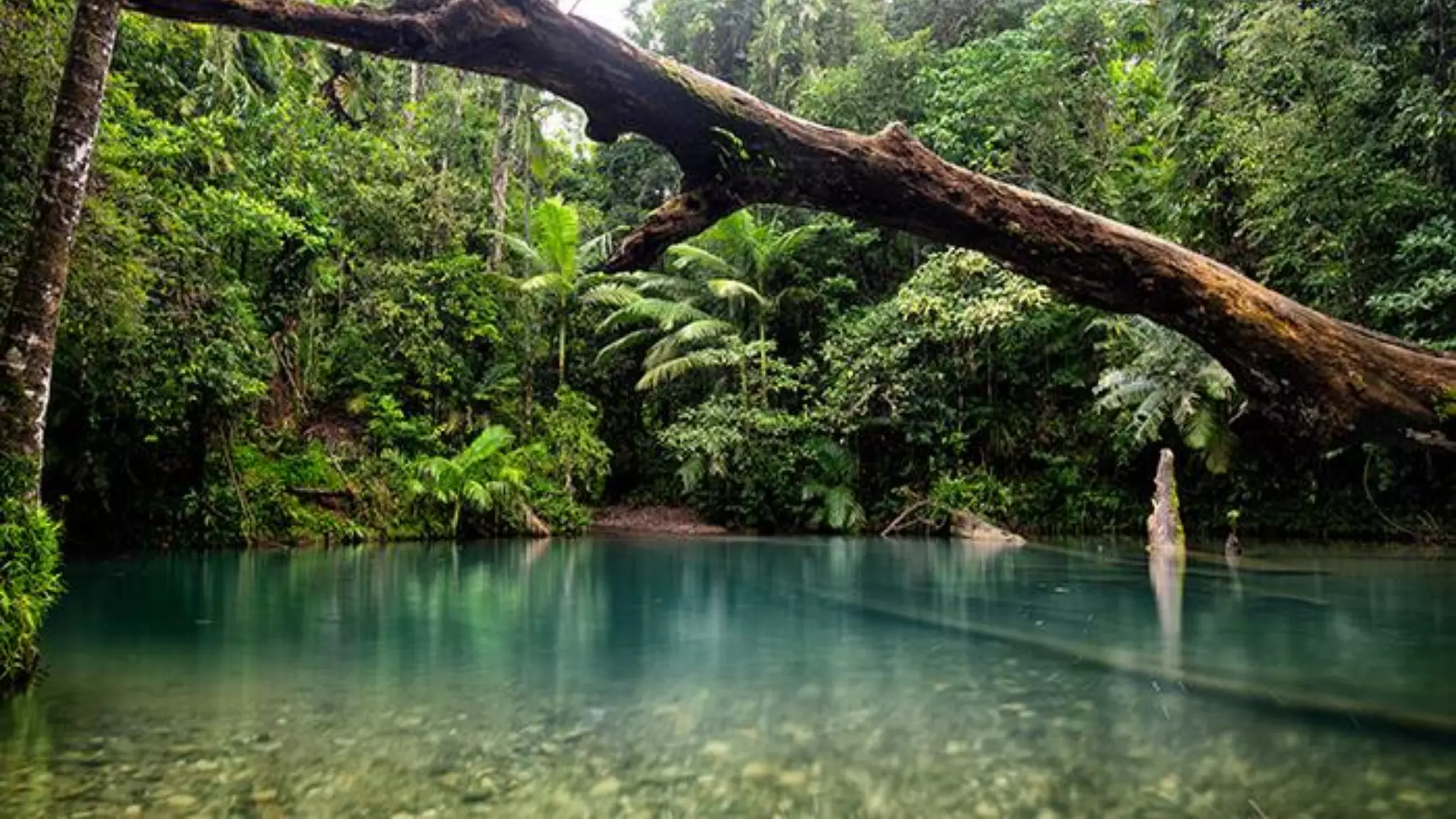 Interactions in Tropical Rainforests.pdf