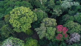 Interactions in Tropical Rainforests.pdf