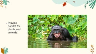 Interactions in Tropical Rainforests.pdf