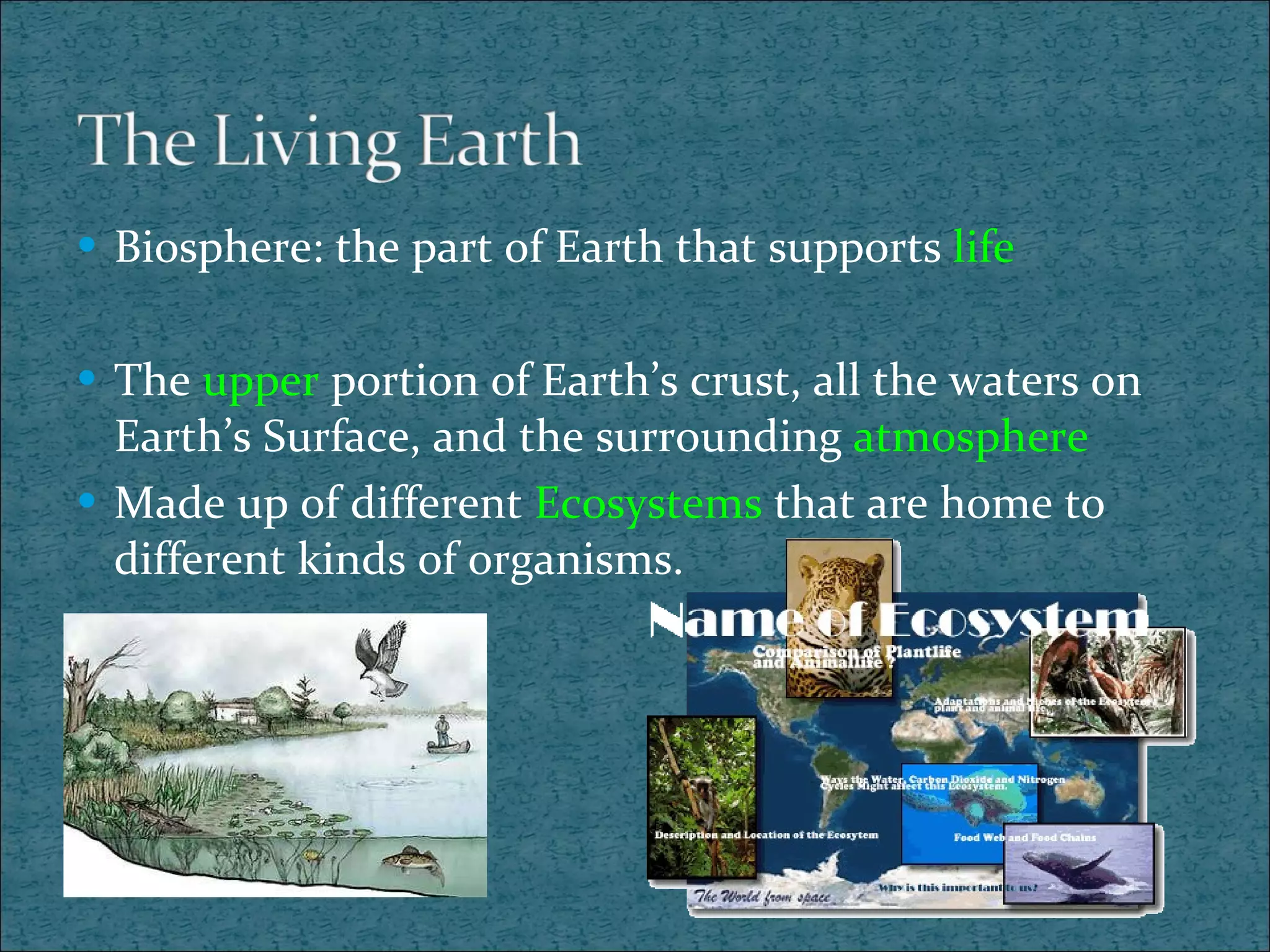 Interactions Of Life Ppt | PPT