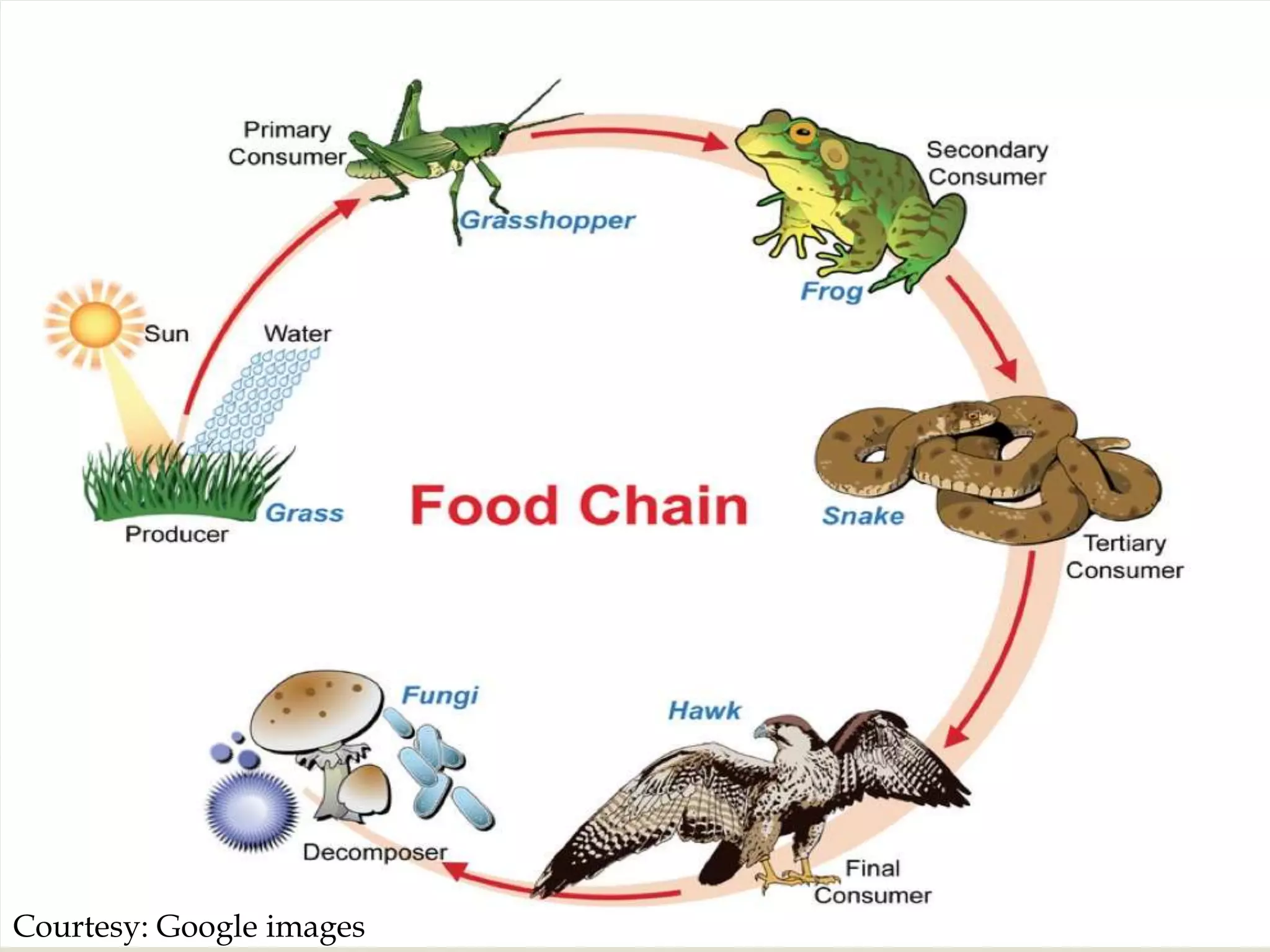Interactions:Transfer of Energy in Trophic Levels, Prepared by: Edsyl ...