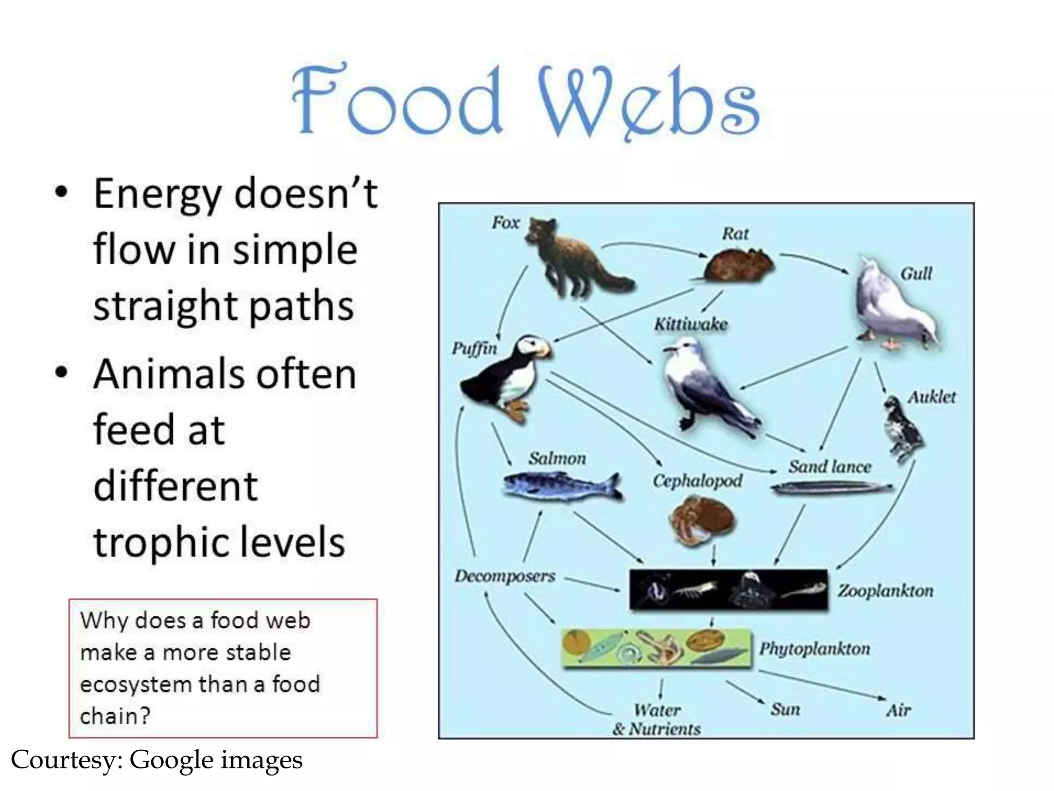 Interactions:Transfer of Energy in Trophic Levels, Prepared by: Edsyl ...