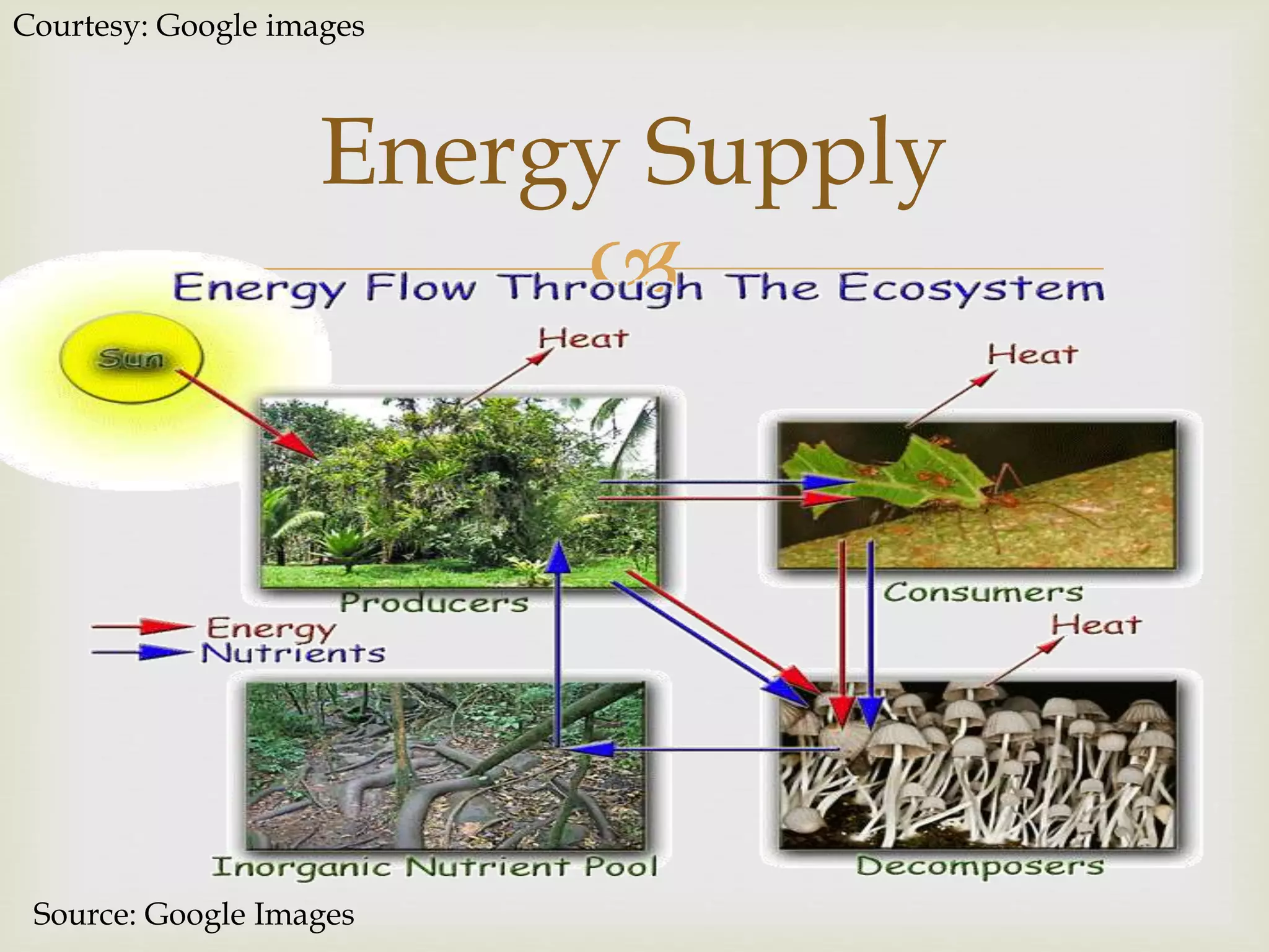 Interactions:Transfer of Energy in Trophic Levels, Prepared by: Edsyl ...