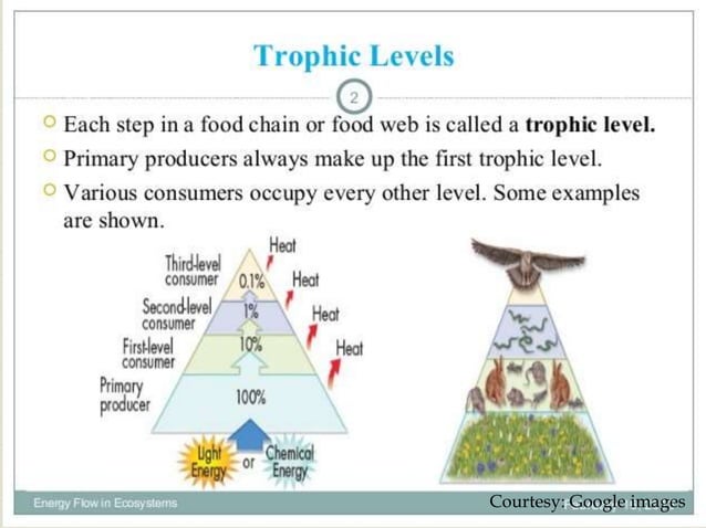 Interactions:Transfer of Energy in Trophic Levels, Prepared by: Edsyl ...