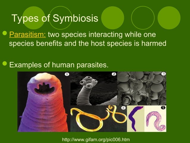 Sample PPT on Interactions Within Ecosystems.ppt