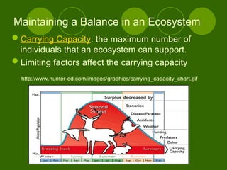 Sample PPT on Interactions Within Ecosystems.ppt