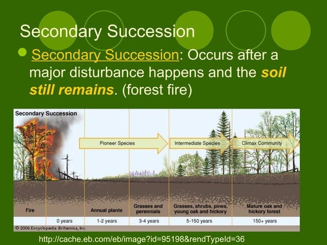Sample PPT on Interactions Within Ecosystems.ppt