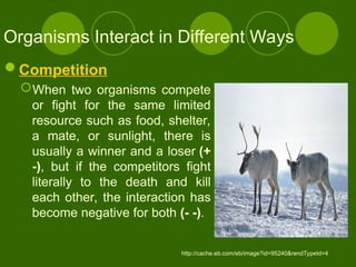 Sample PPT on Interactions Within Ecosystems.ppt