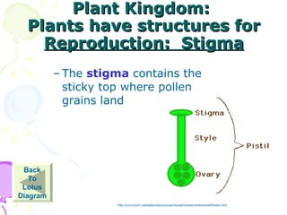 Interactive lotus-diagram-powerpoint-instructions(2) | PPT