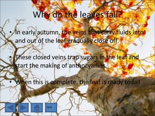The Changing Leaves of Autumn | PPT