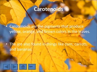 The Changing Leaves of Autumn | PPT