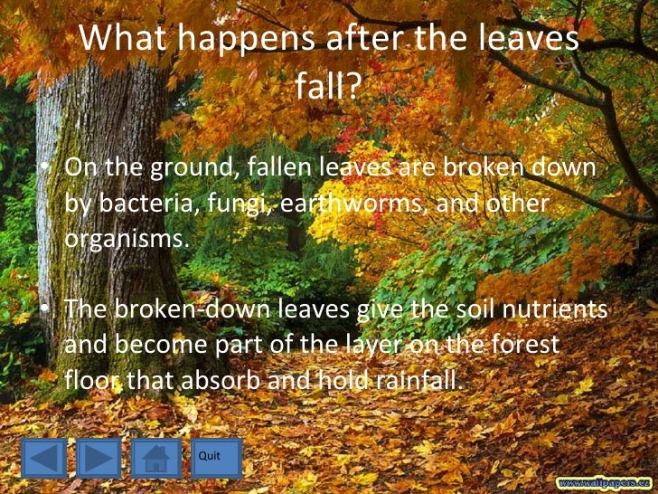 The Changing Leaves of Autumn