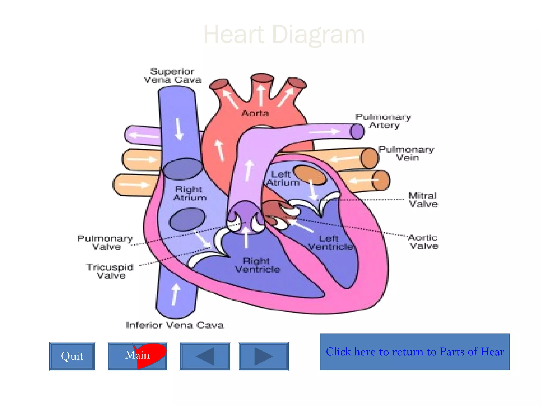 Interactive Powerpoint on the Heart | PPT