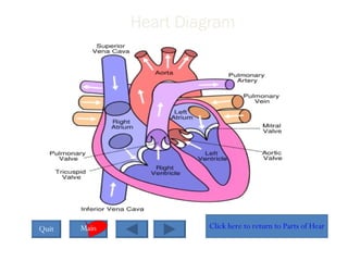 Interactive Powerpoint on the Heart | PPT
