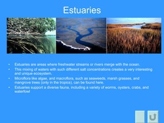 Interactive Powerpoint Biomes | PPT
