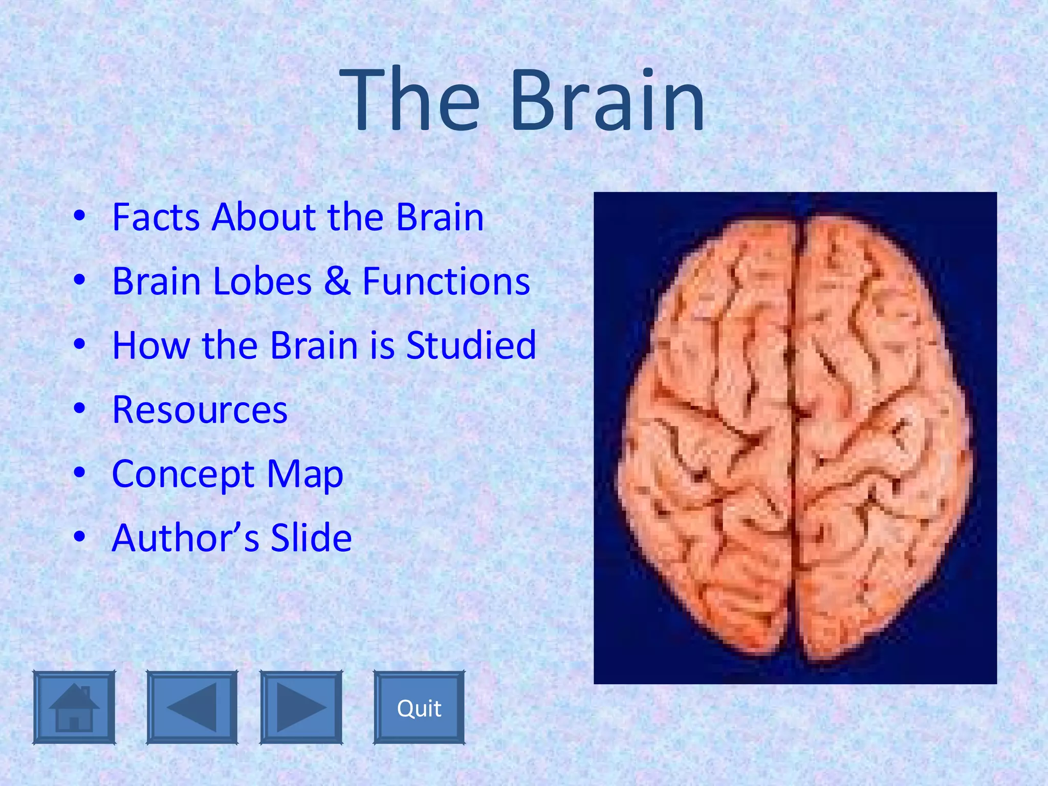 Interactive Ppt Project The Brain | PPT