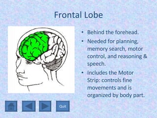 Interactive Ppt Project The Brain | PPT | Brain and Nervous System ...