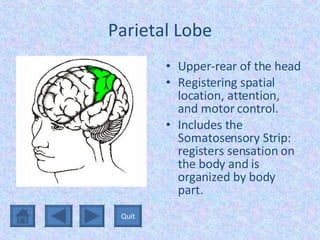 Interactive Ppt Project The Brain | PPT