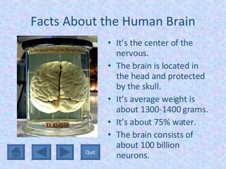 Interactive Ppt Project The Brain | PPT