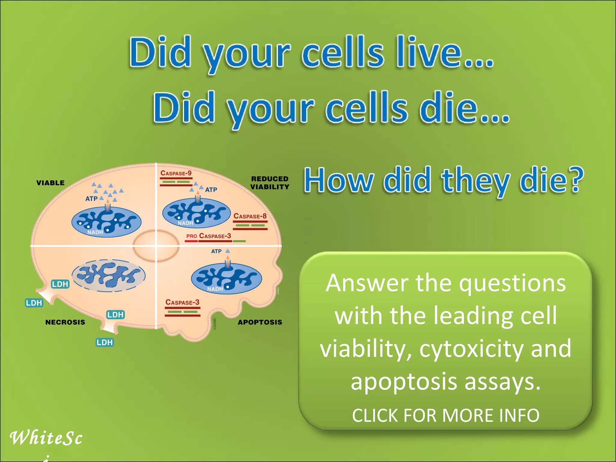 Interactive Cell Analysis Compressed | PPS | Chemistry | Science