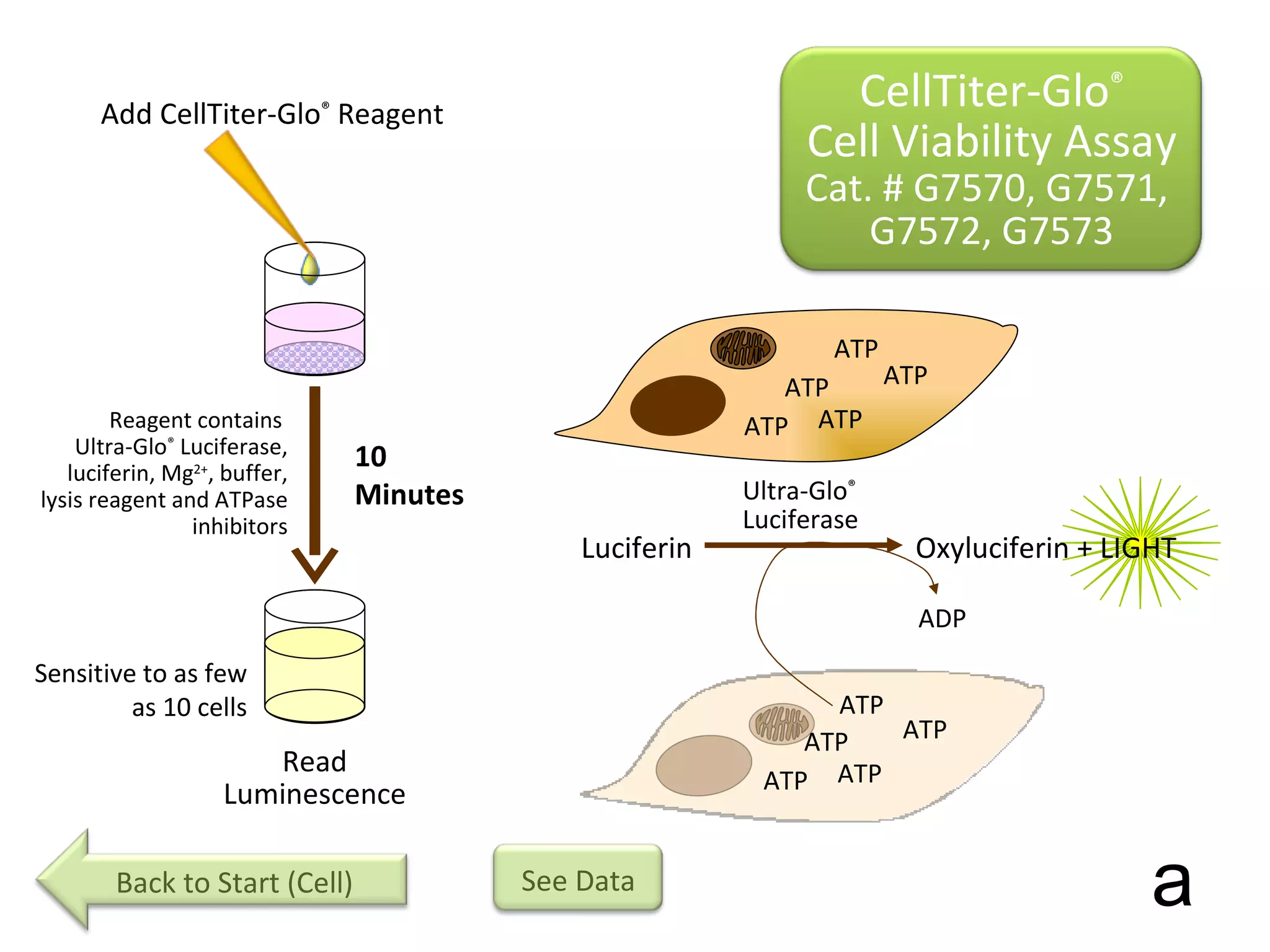 Interactive Cell Analysis Compressed | PPT