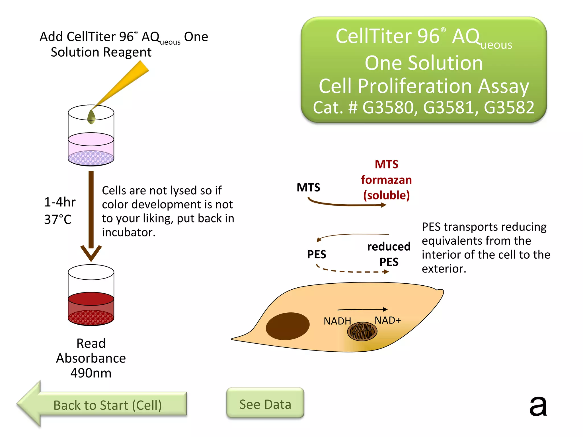 Interactive Cell Analysis Compressed | PPT