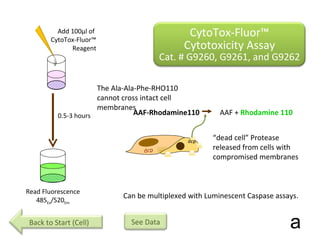 Interactive Cell Analysis Compressed | PPT
