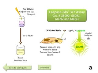 Interactive Cell Analysis Compressed | PPT