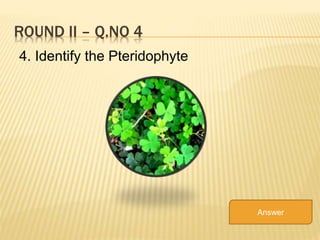 Interactive quiz on fundamentals of botany | PPTX