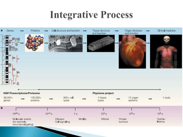 Interactomics, Integromics to Systems Biology: Next Animal ...