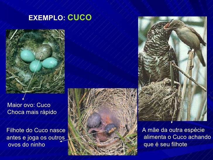 Interações ecologicas completa