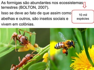 Interações entre plantas e insetos | PPTX