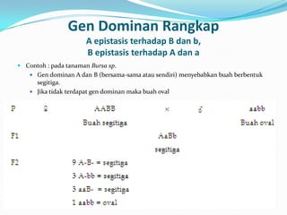 Interaksi antara gen-gen | PPTX