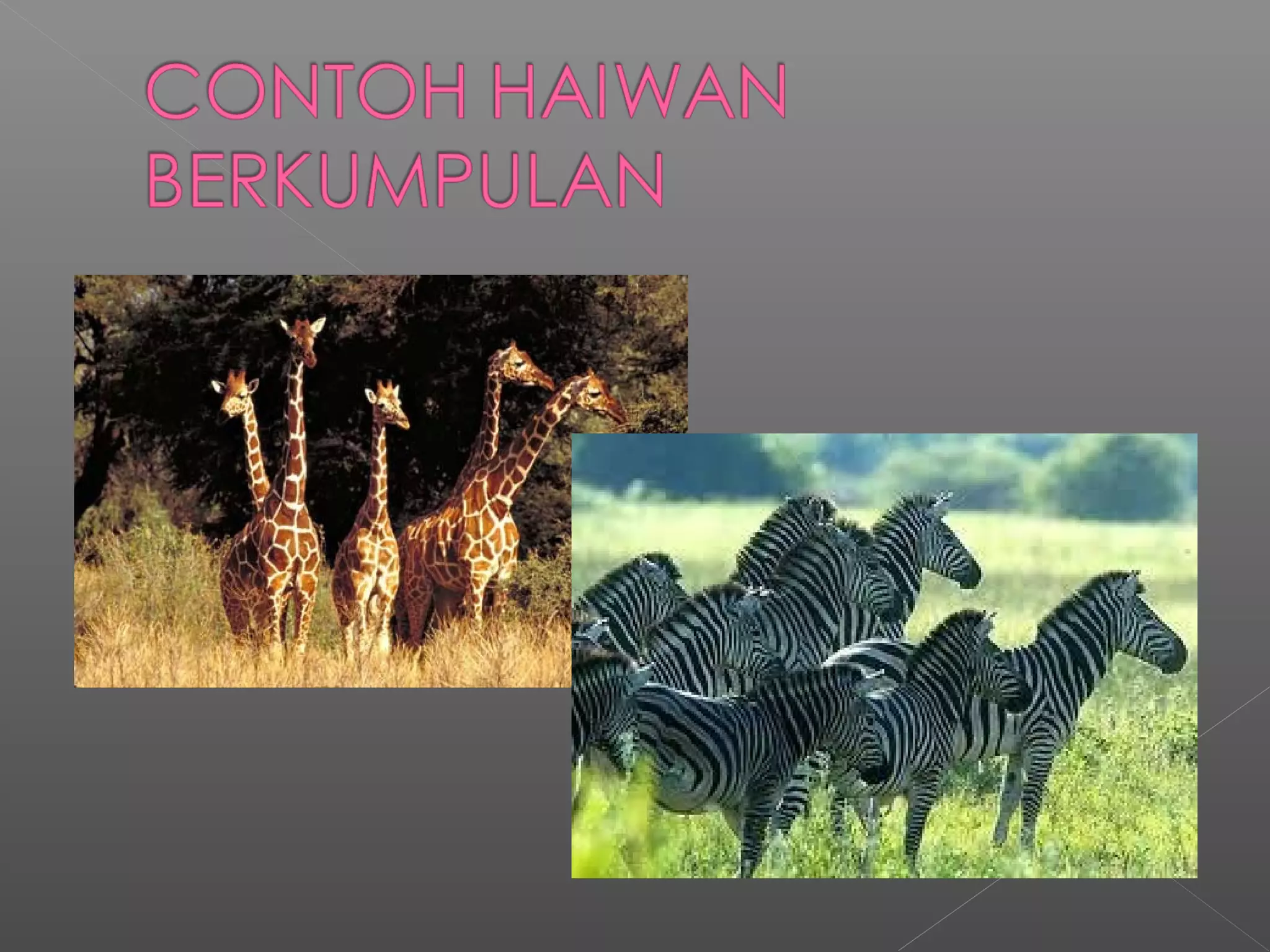 Interaksi antara haiwan (2) | PPT