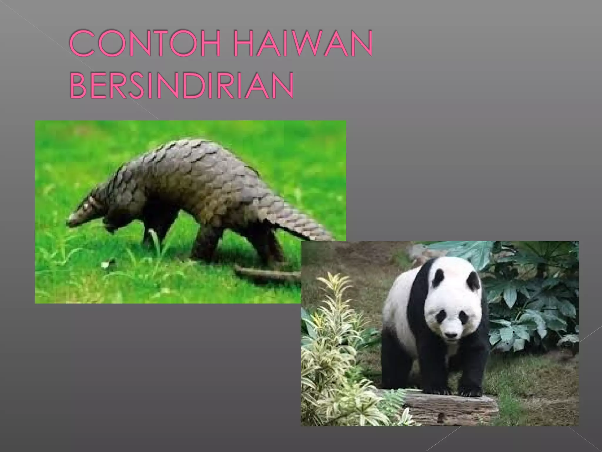 Interaksi antara haiwan (2) | PPT