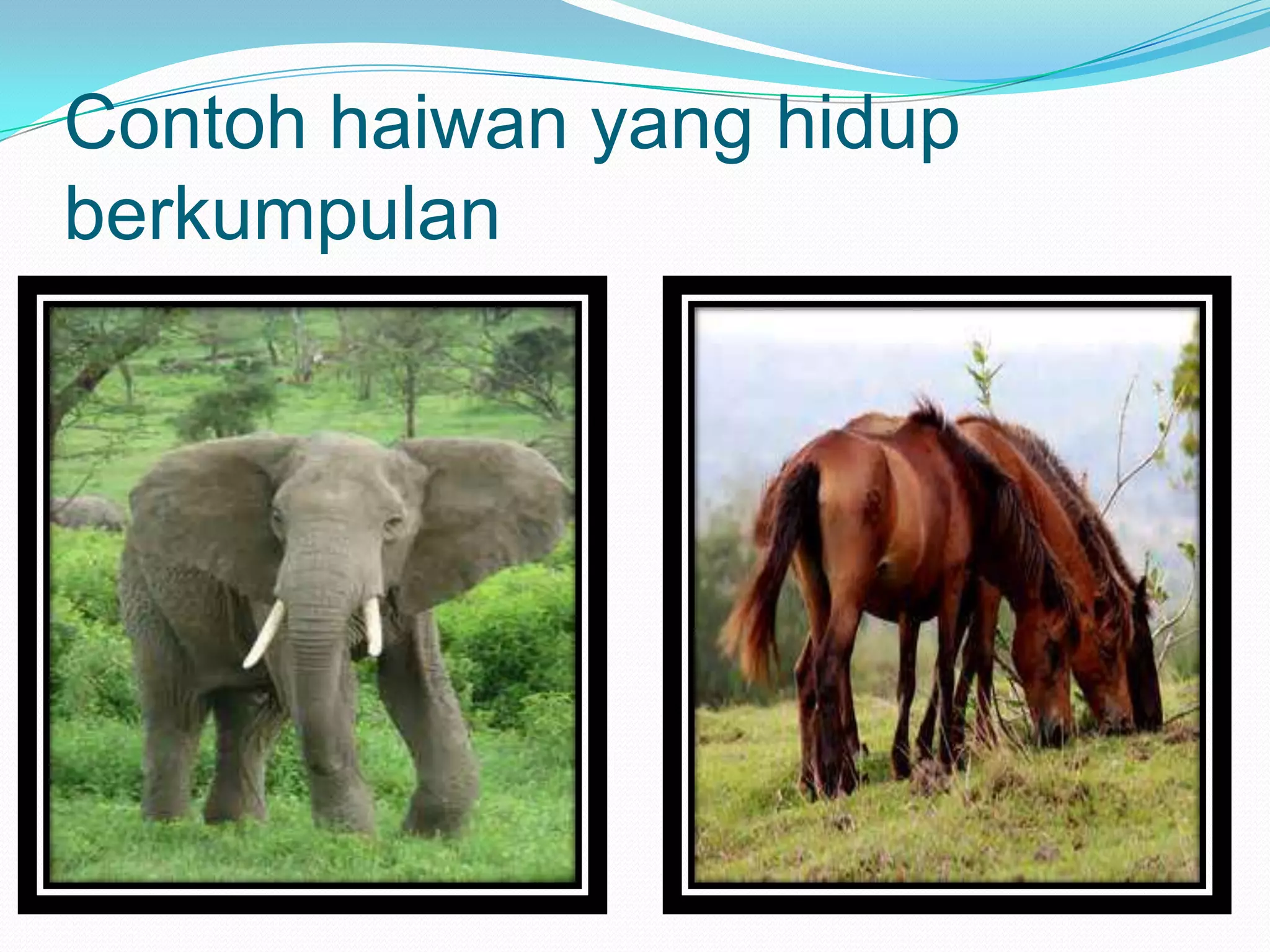 Interaksi antara haiwan (raja) | PPTX