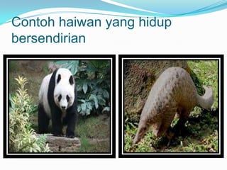 Interaksi antara haiwan (raja) | PPTX