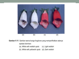Interaksi gen dapat diklasifikasikan berdasarkan mekanisme dan efeknya ...